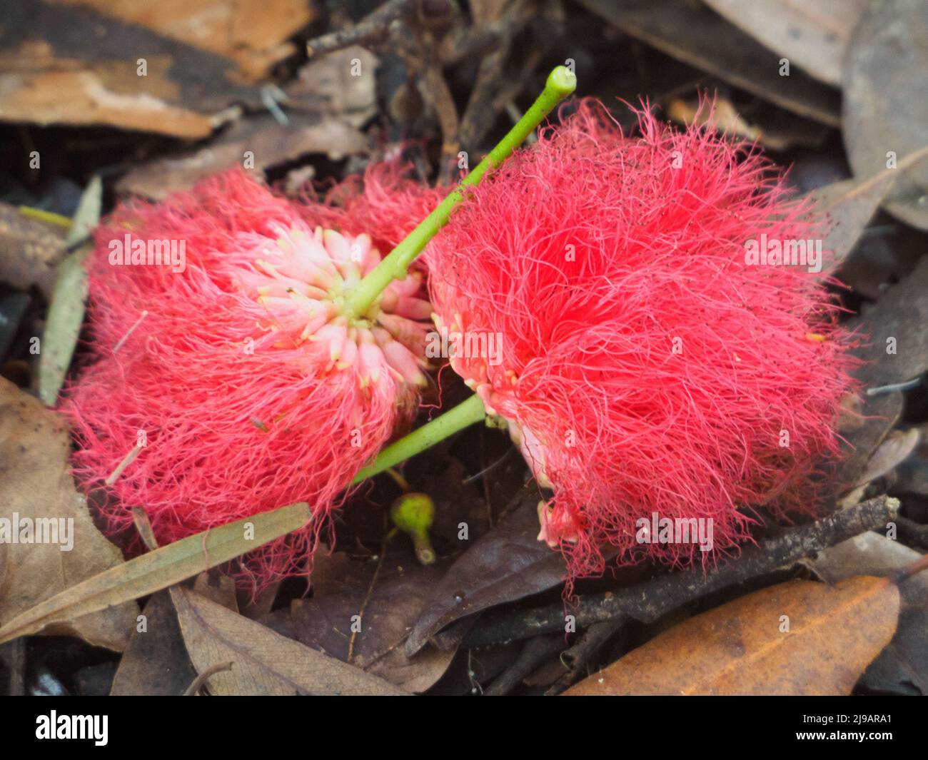 Flowers, two blooms of the Calliandra or Powder Puff Plant that have ...
