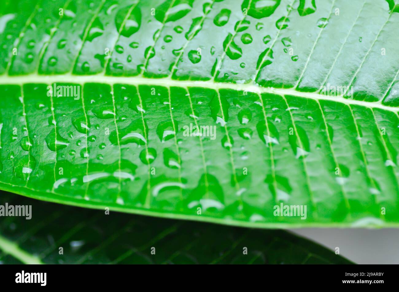 rain drop on the leaf, pagoda tree or temple tree or dew drop Stock ...