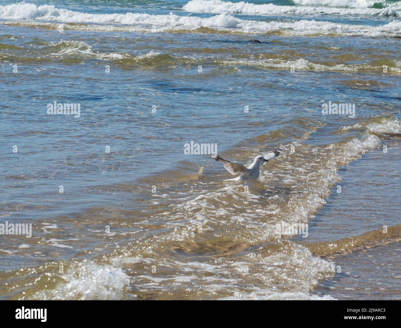 Bird, a Silver Gull seagull on a little sea wave at the edge of the ...