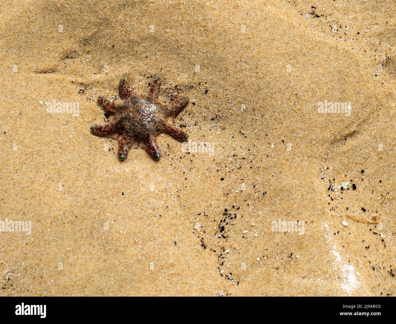 Carpet sea star hi-res stock photography and images - Alamy