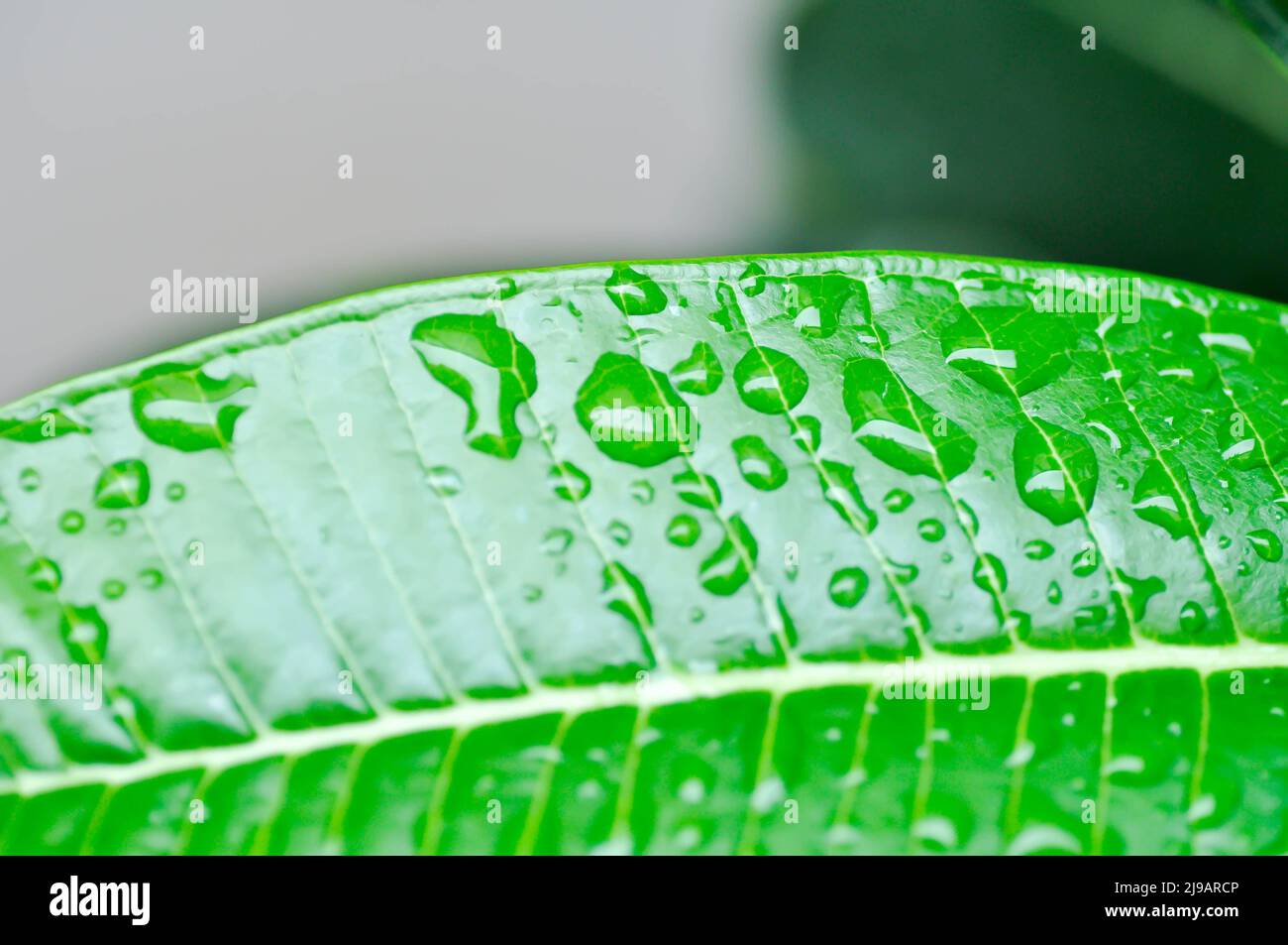 rain drop on the leaf, pagoda tree or temple tree or dew drop Stock ...