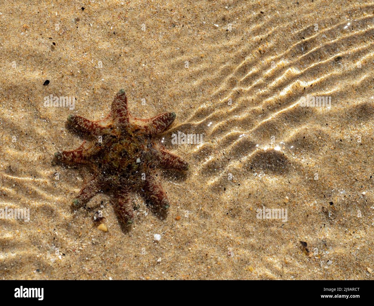 Carpet sea stars hi-res stock photography and images - Alamy