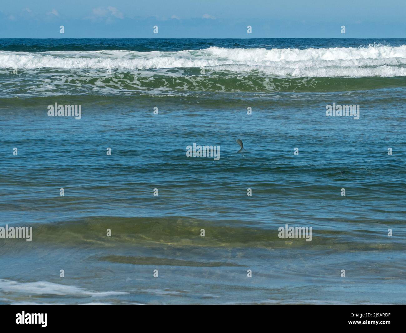 Mullet fish jump hi-res stock photography and images - Alamy