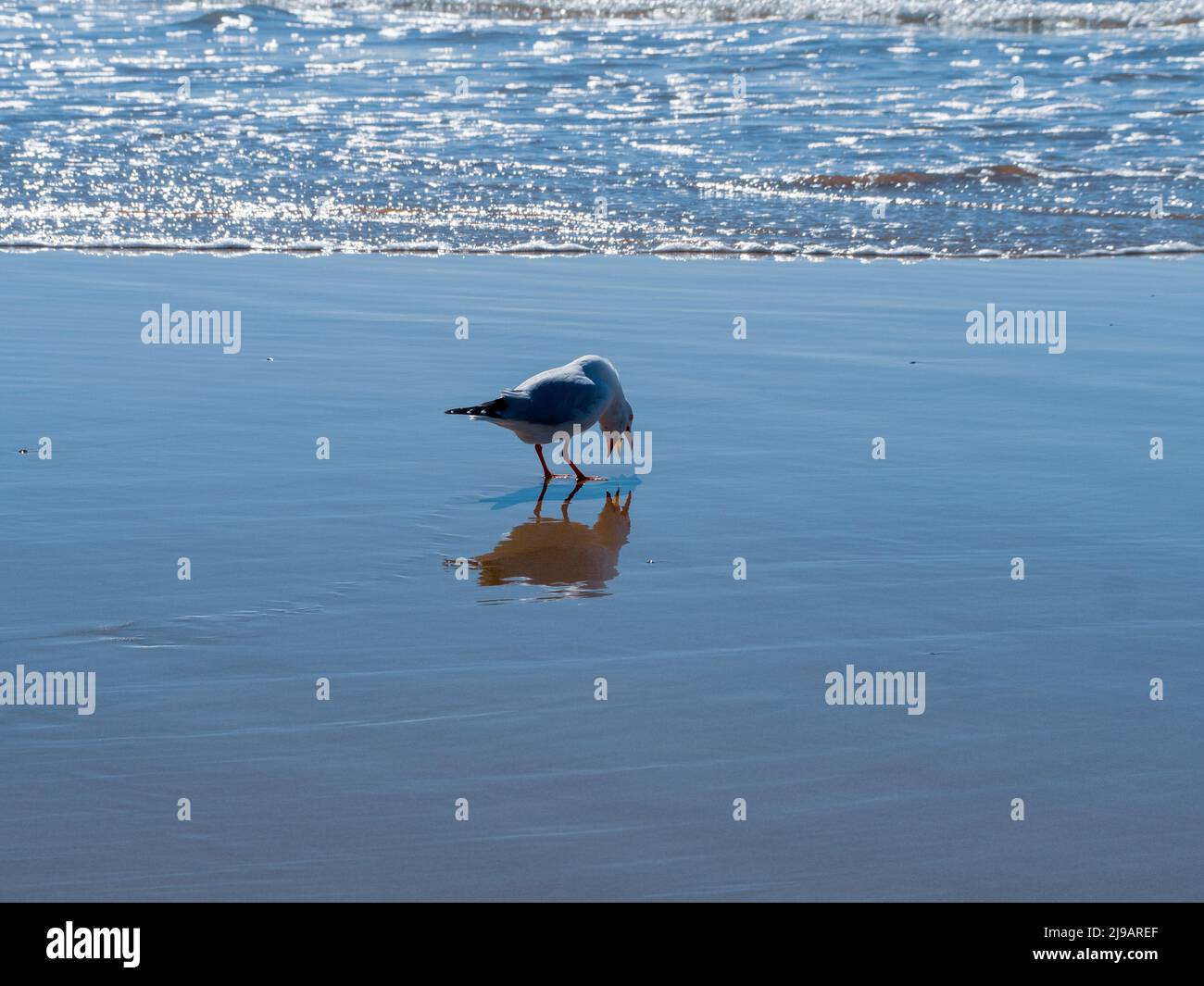 Vomiting sea hi-res stock photography and images - Alamy