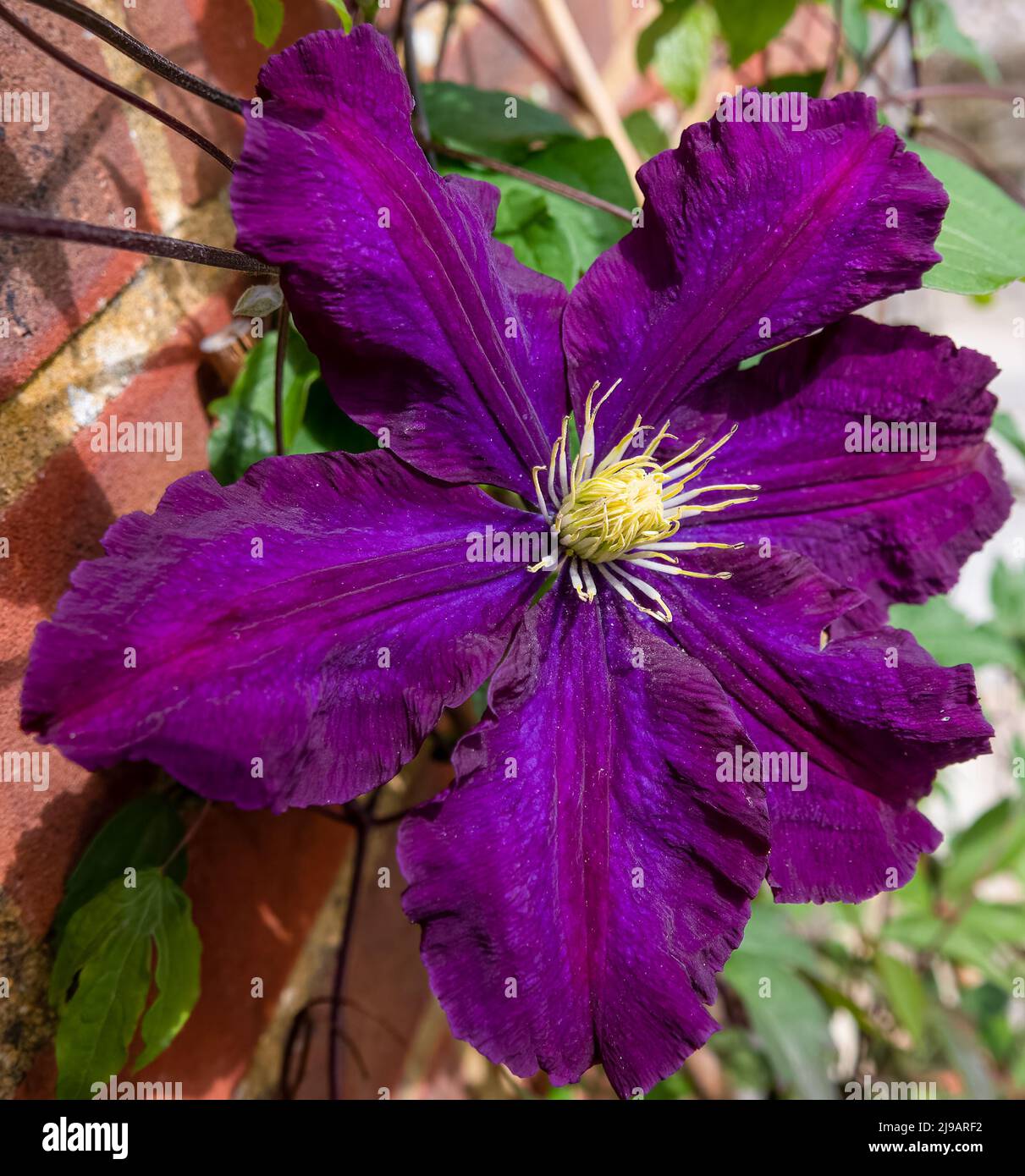 beautiful deep purple flower of a clematis Etoile Violet in summer ...