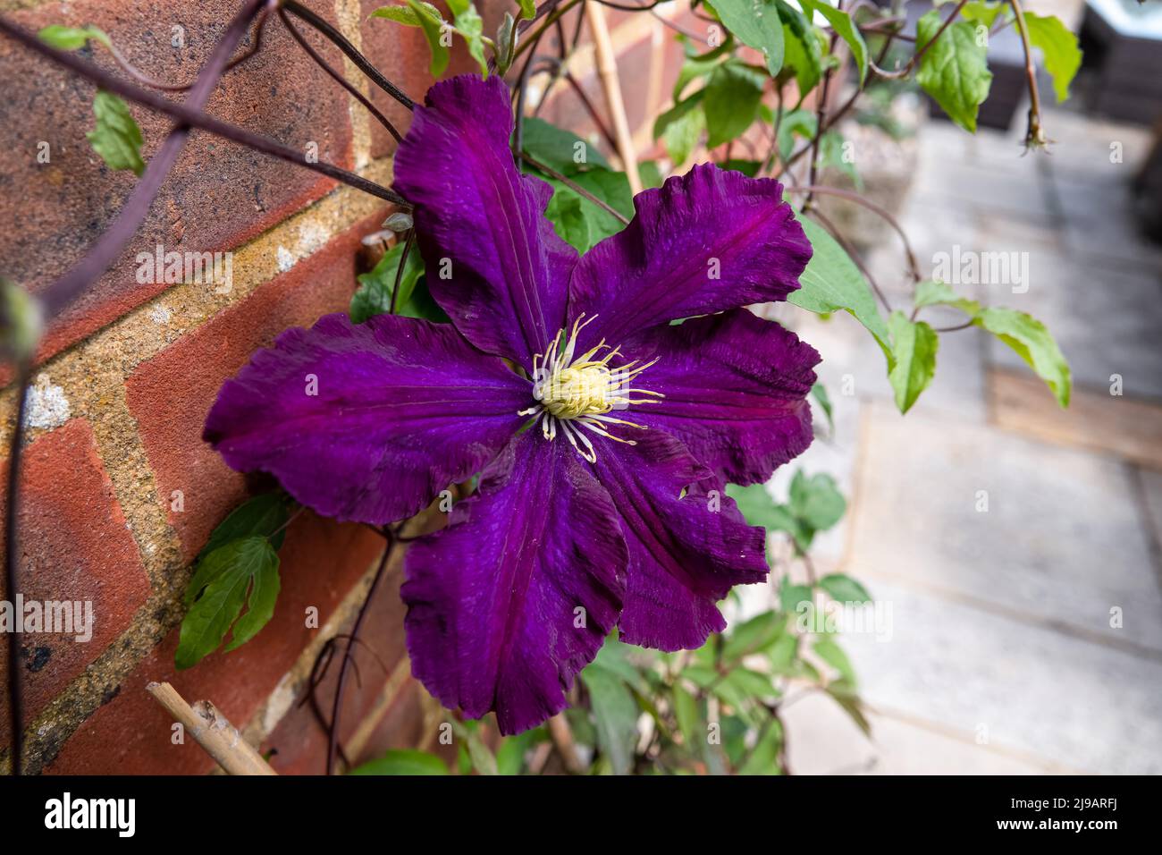 beautiful deep purple flower of a clematis Etoile Violet in summer ...