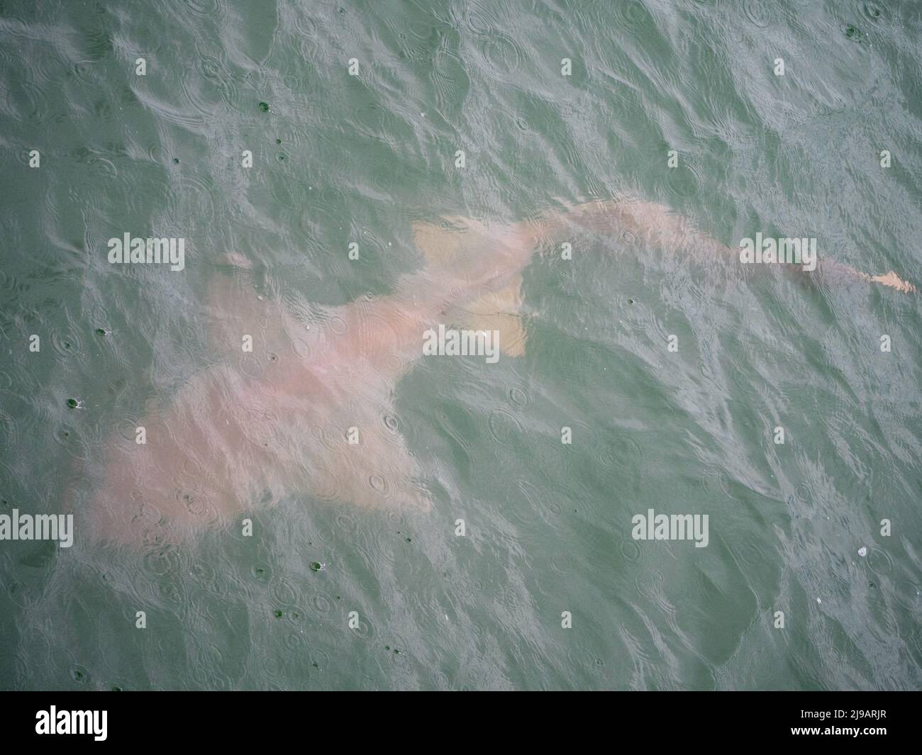 Shark from underneath hi-res stock photography and images - Alamy