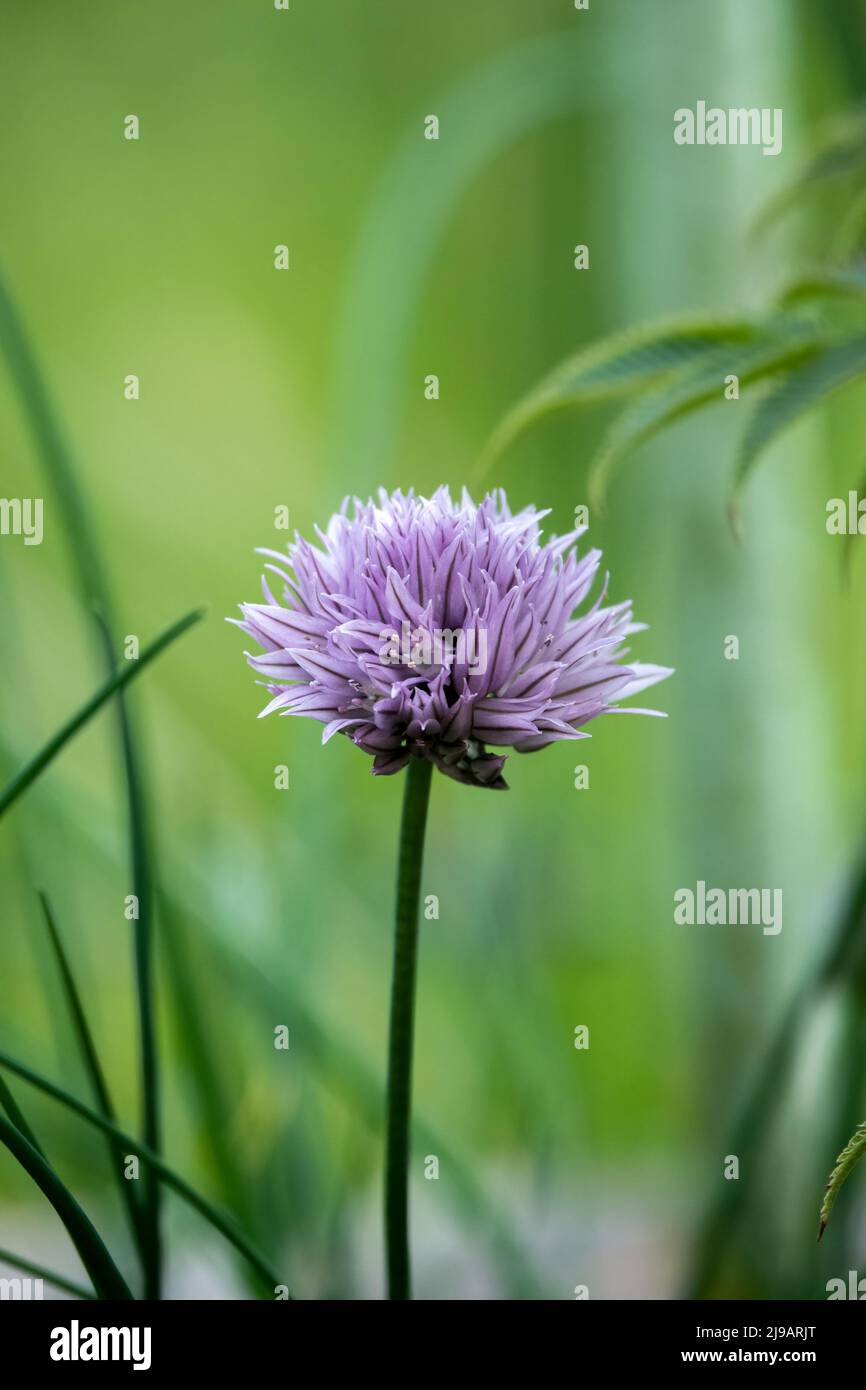 Black chive hi-res stock photography and images - Alamy