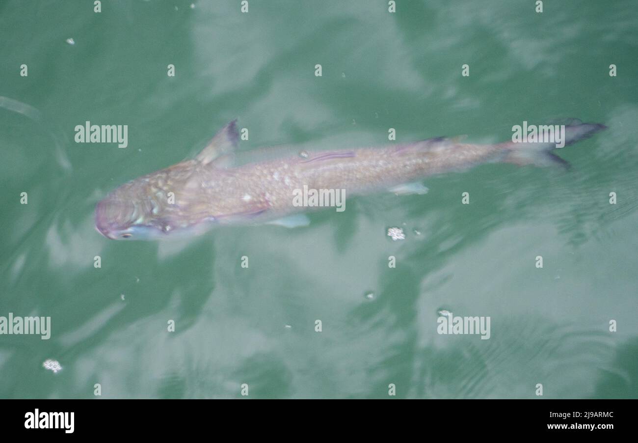 Sea mullet fish australia hi-res stock photography and images - Alamy