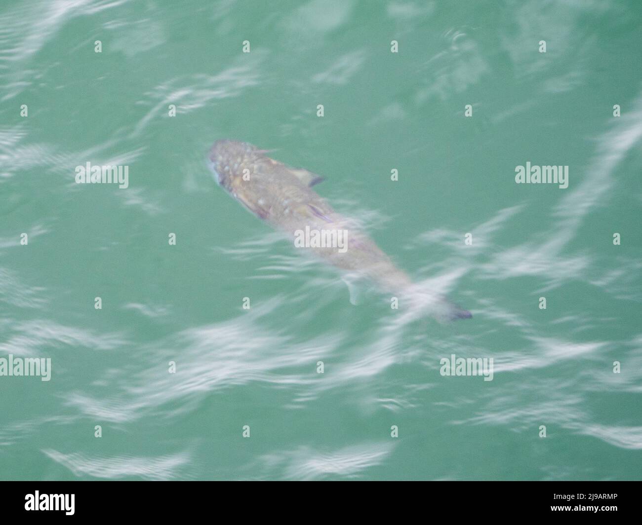 Grey mullet fish australia hi-res stock photography and images - Alamy