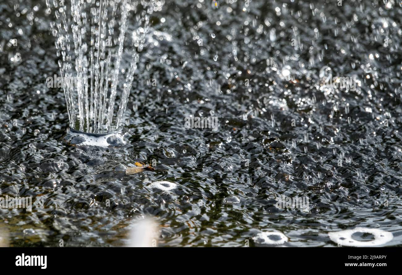 a dying mayfly floats in turbulent water beneath a garden water ...