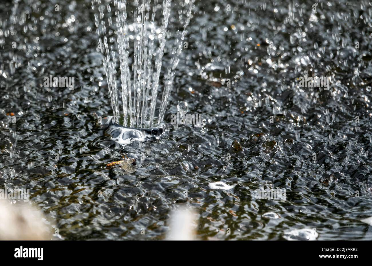 a dying mayfly floats in turbulent water beneath a garden water ...