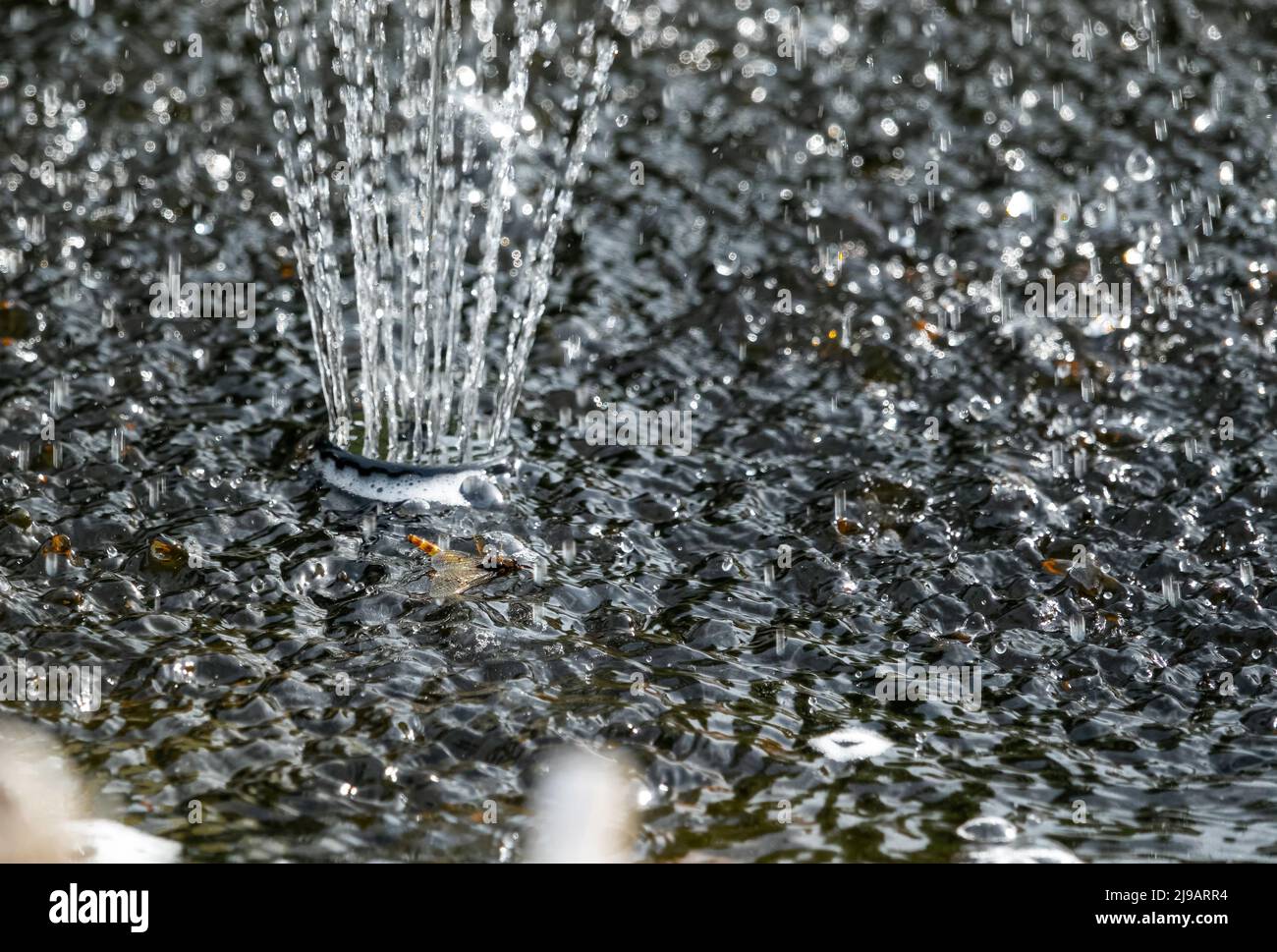 a dying mayfly floats in turbulent water beneath a garden water ...