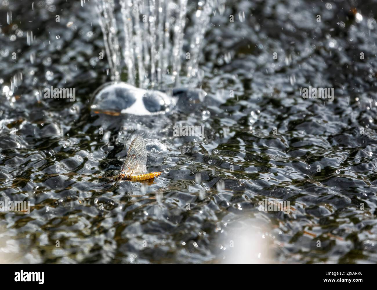 a dying mayfly floats in turbulent water beneath a garden water ...