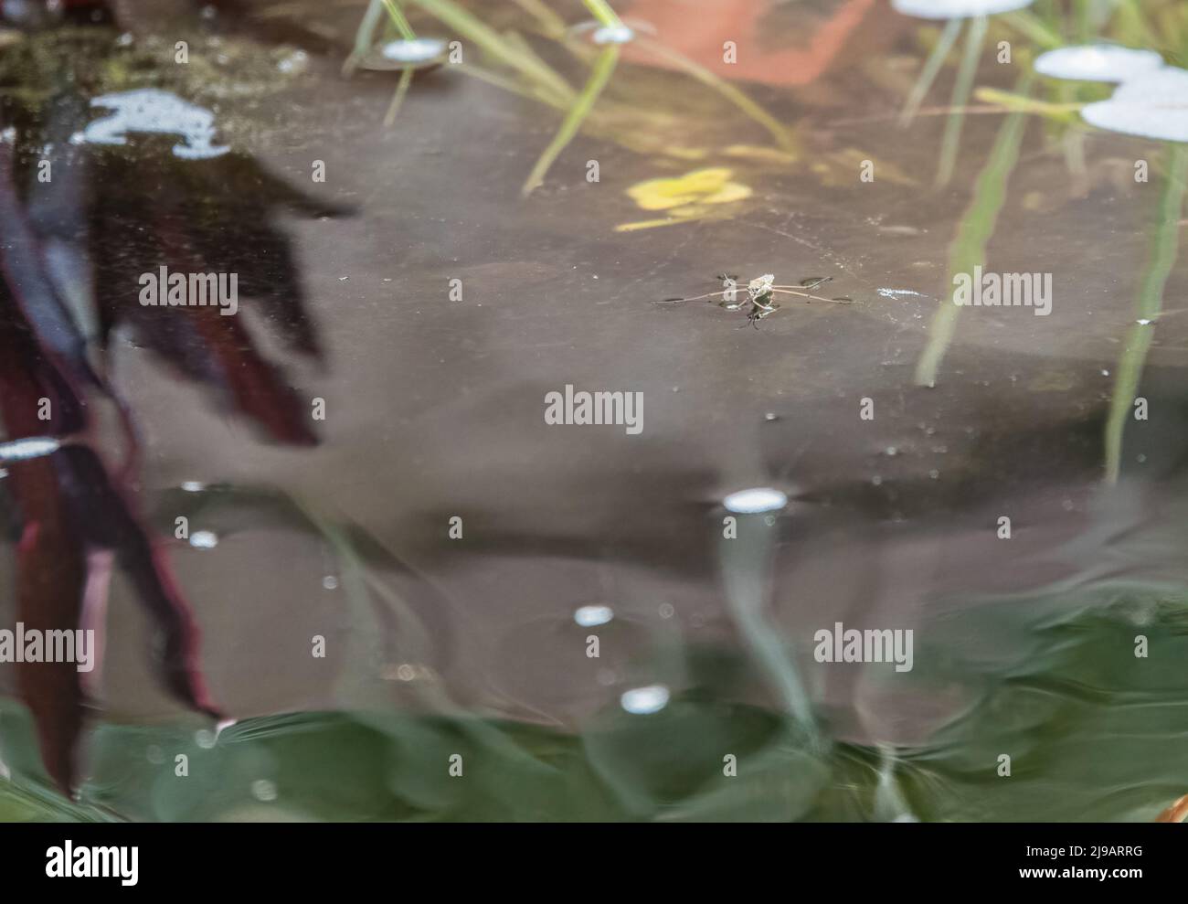 Pump water into a pond hi-res stock photography and images - Alamy