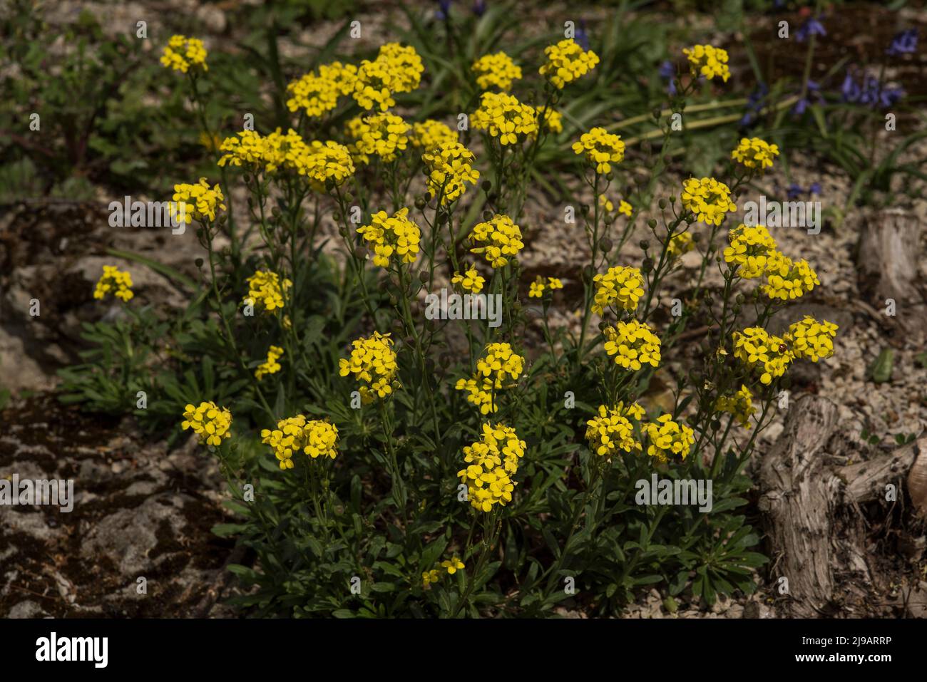 Close up of bright lemon yellow wallflowers - Erysimum pulchellum ...