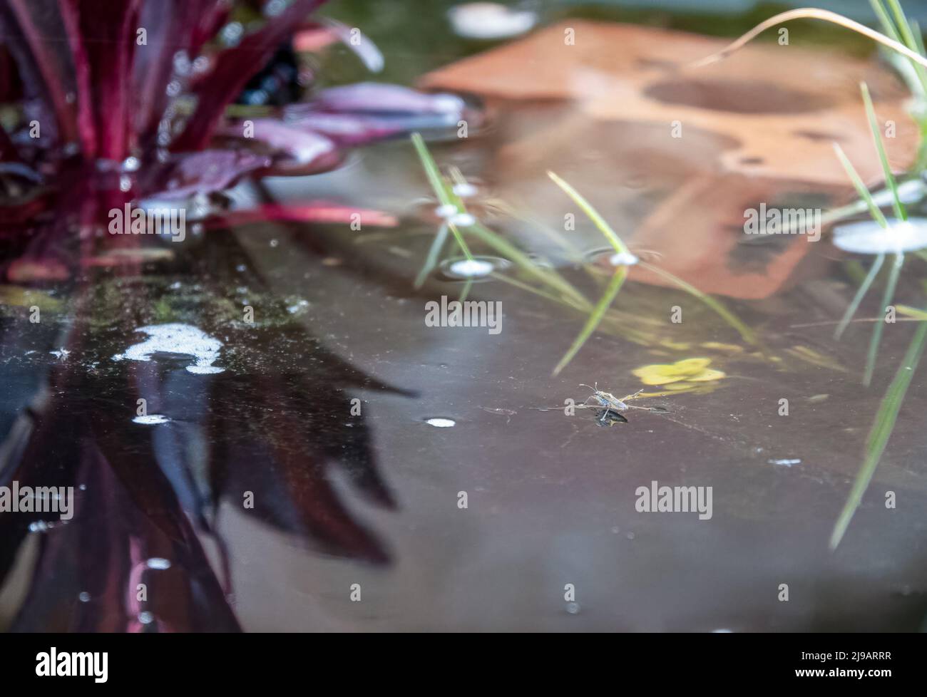 Corixidae water boatmen hi-res stock photography and images - Alamy