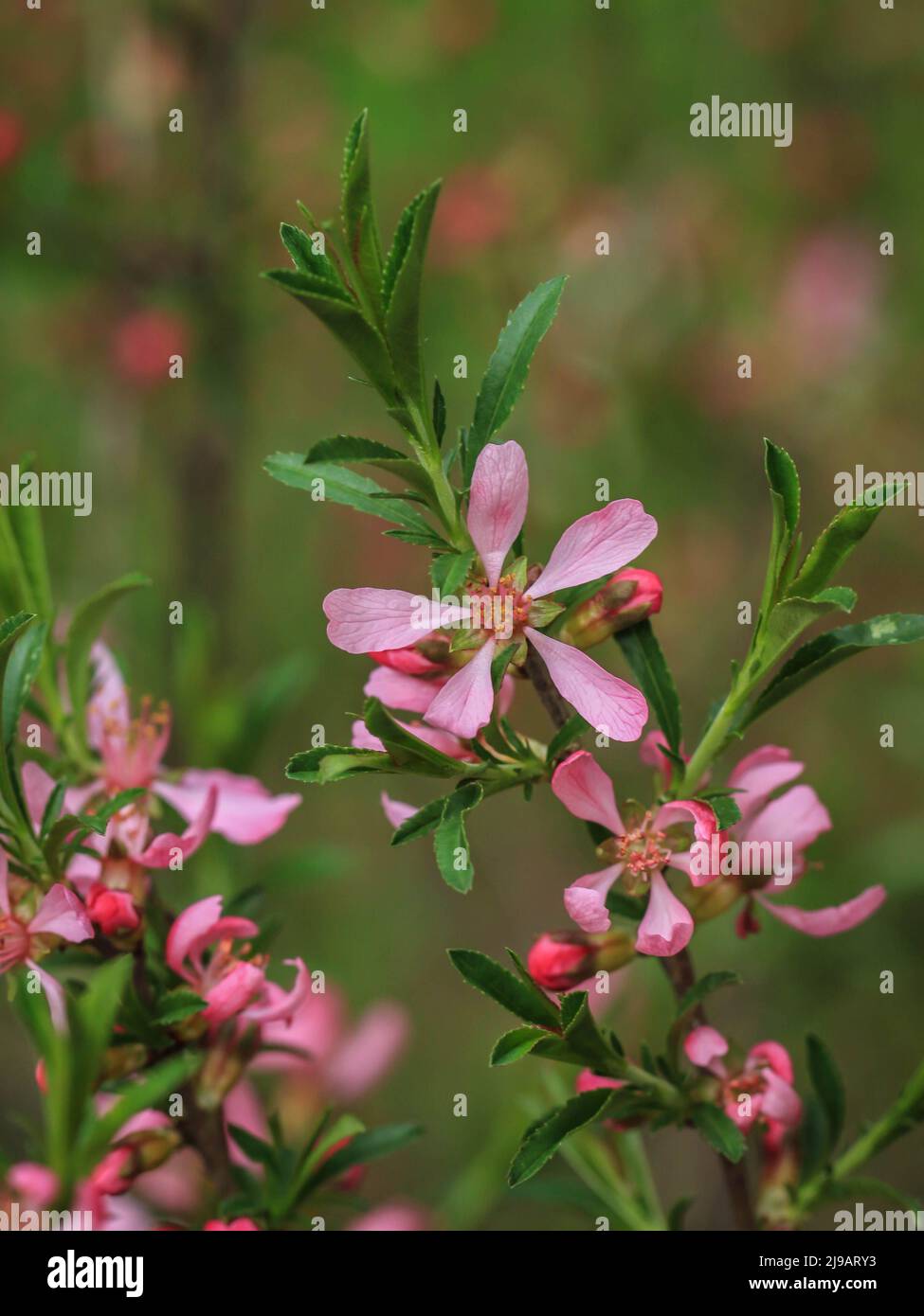 Pink flowers of dwarf Russian almond (latin name - Prunus tenella) in ...