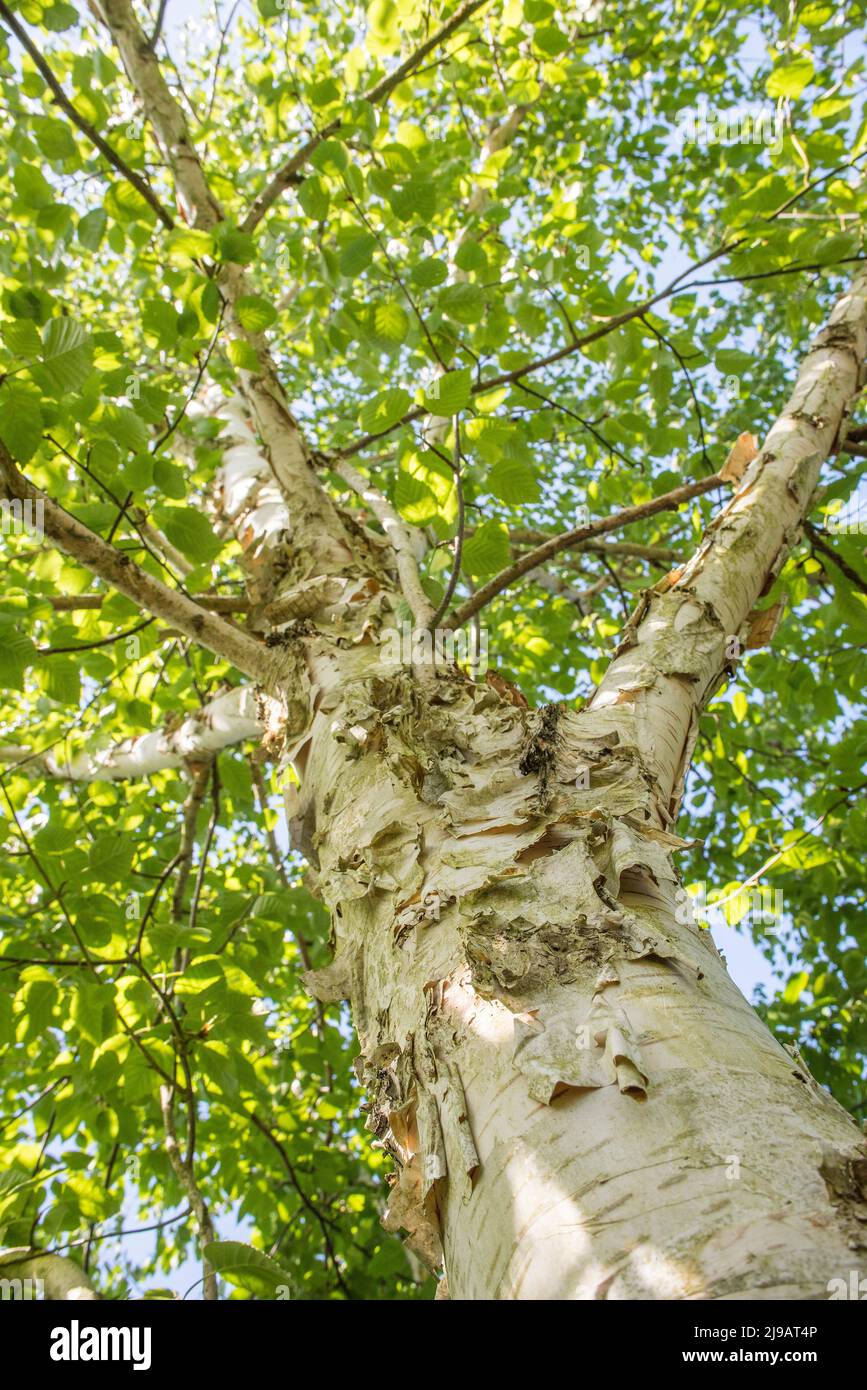 Silver Birch tree - Betula pendula, peeling bark and canopy in the ...