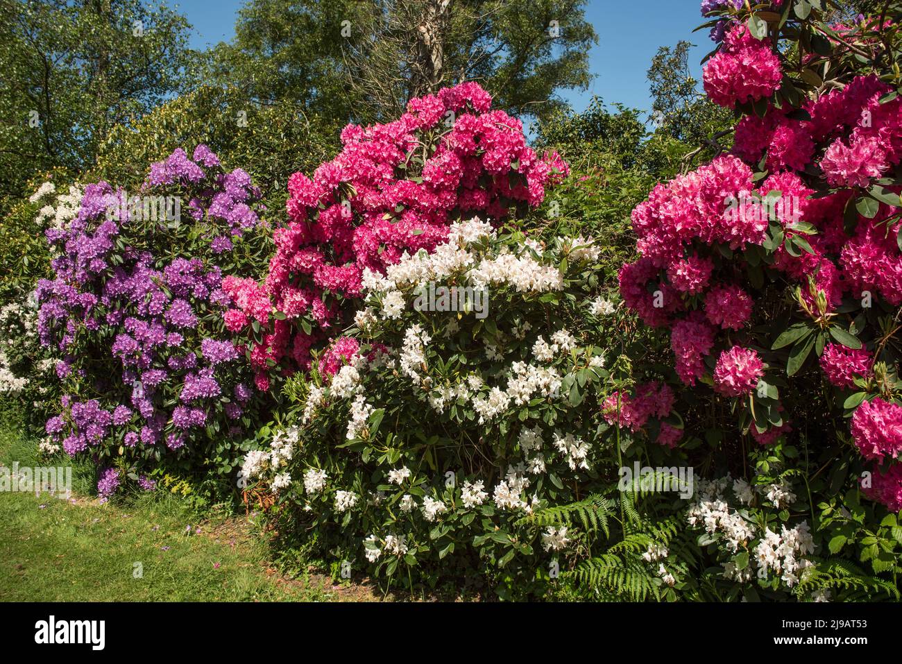 Bright pink, purple and white rhododendron flowers in Summer with a ...