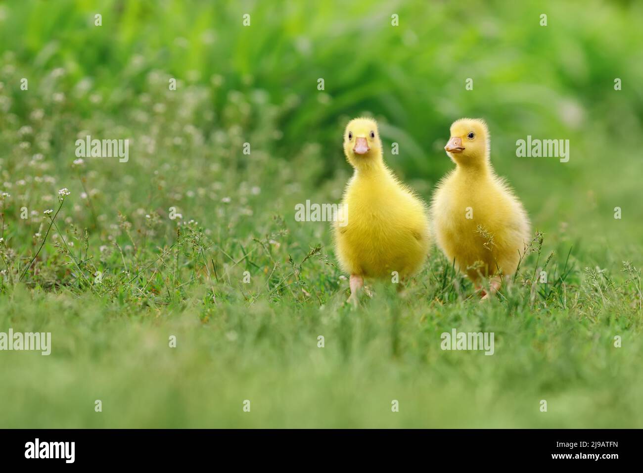 two fluffy goslings walks on green grass Stock Photo - Alamy