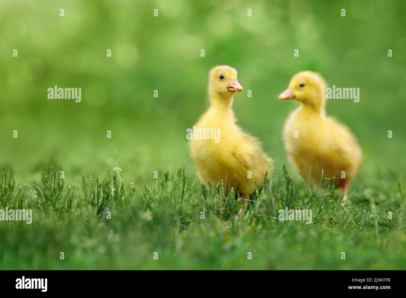 two fluffy goslings walks on green grass Stock Photo - Alamy