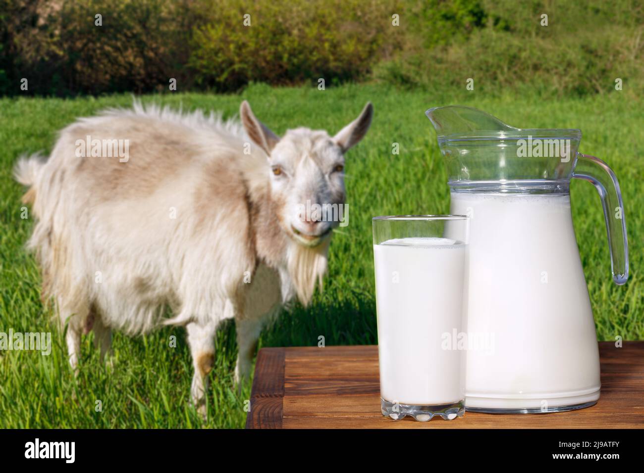 milk in glass and jug on table with goat on the background Stock Photo ...