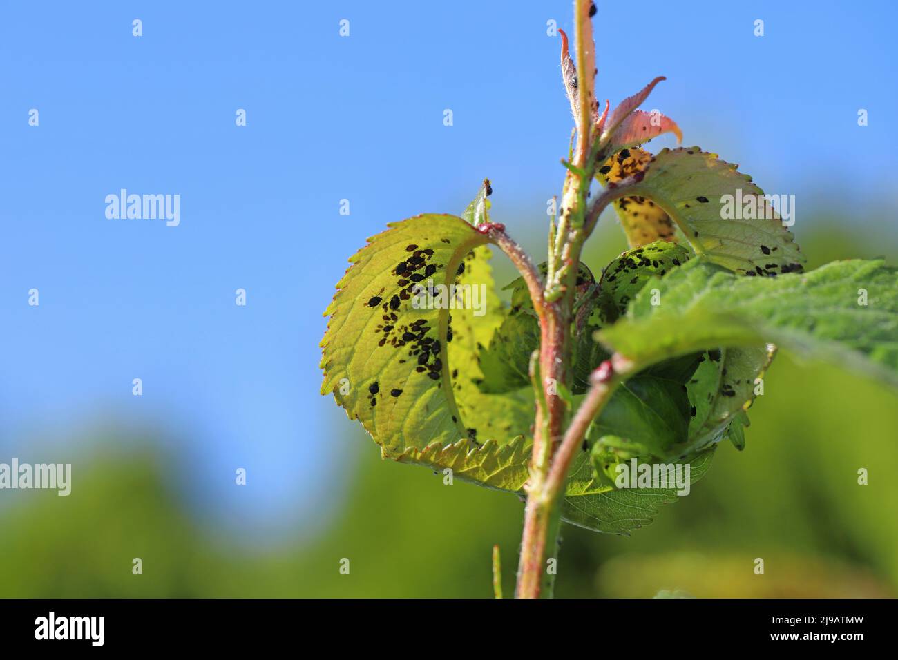 Black Cherry Aphid (Myzus cerasi) colony on leaf Stock Photo - Alamy
