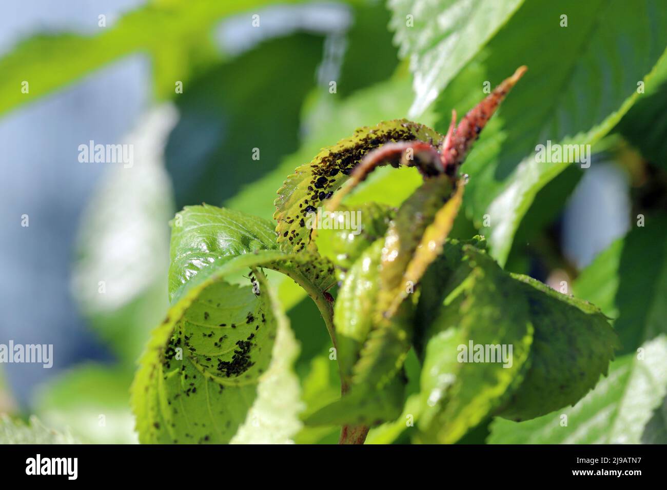 Black Cherry Aphid (Myzus cerasi) colony on leaf Stock Photo - Alamy