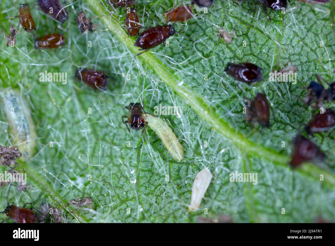 Hoverfly larvae aphids hi-res stock photography and images - Alamy