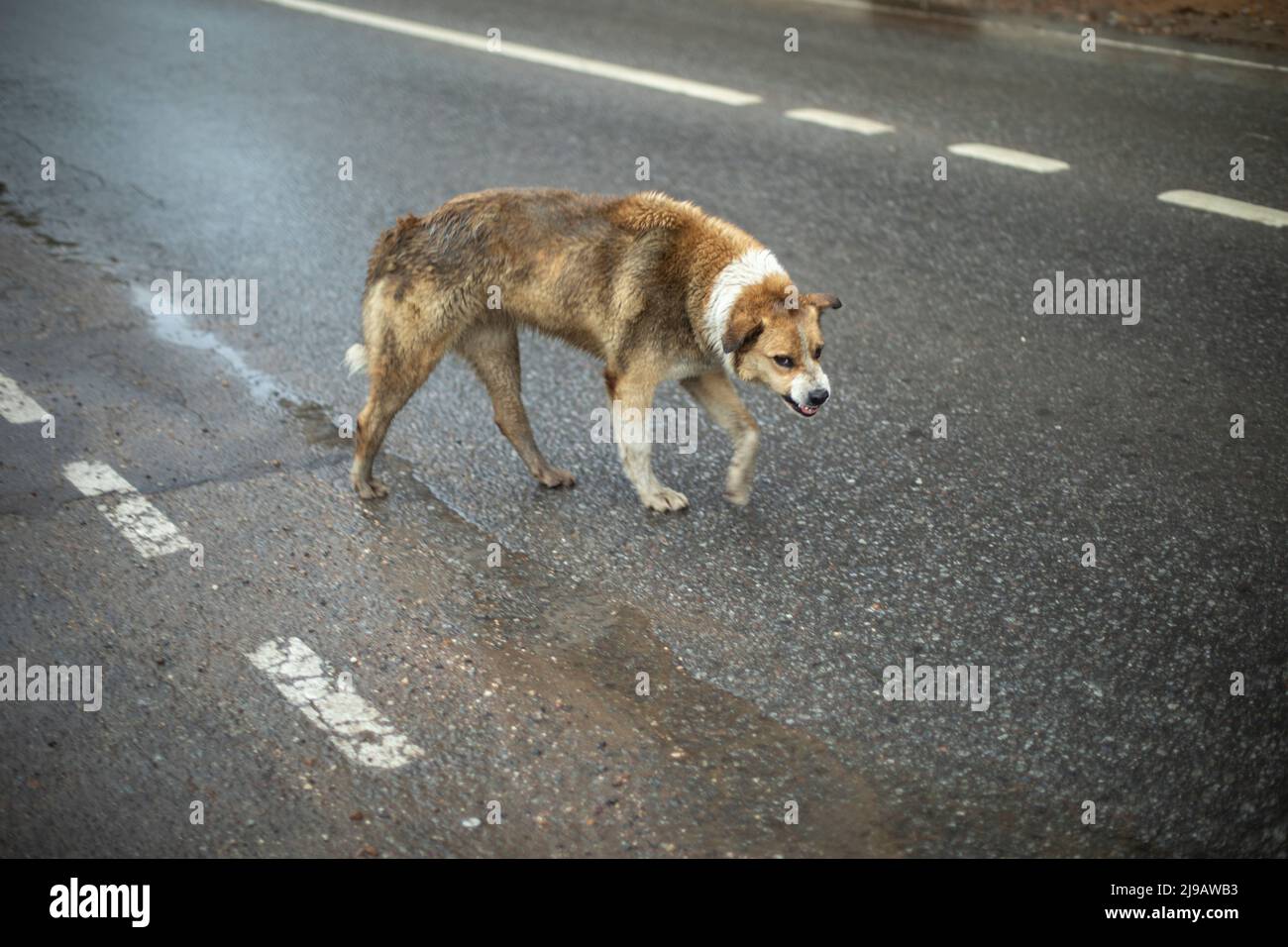 Stray dirty homeless unwanted hi-res stock photography and images - Alamy