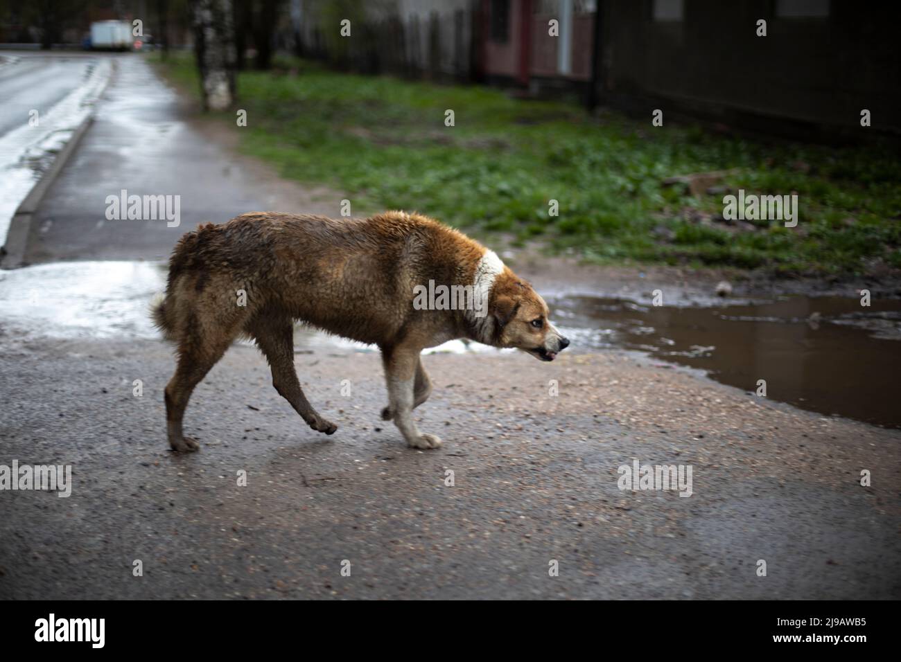 Stray dirty homeless unwanted hi-res stock photography and images - Alamy