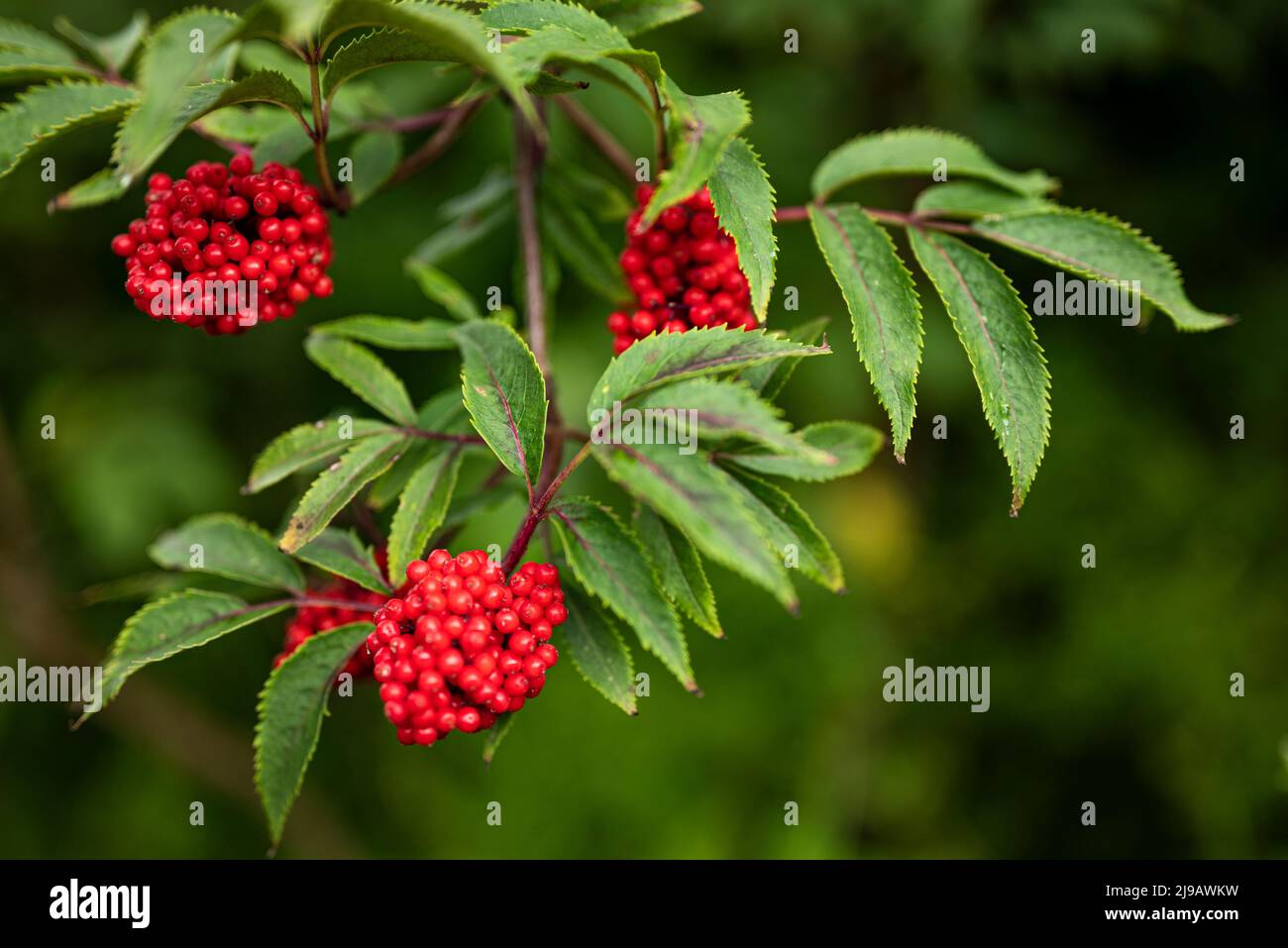 Close up of a branch of rowan (Sorbus aucuparia, also known as mountain ...