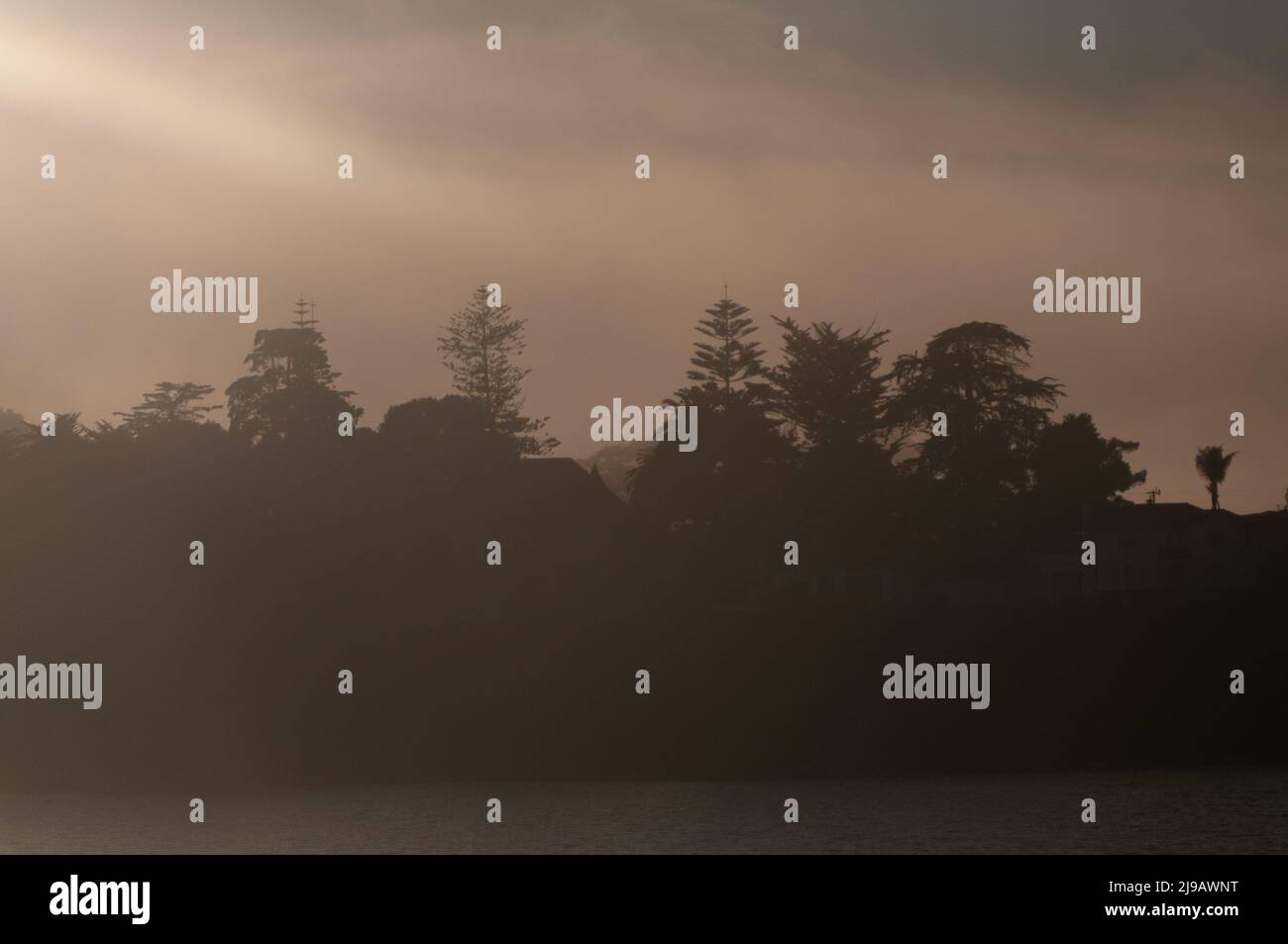 Fog covered trees illuminated by the light of the setting sun. Santa ...