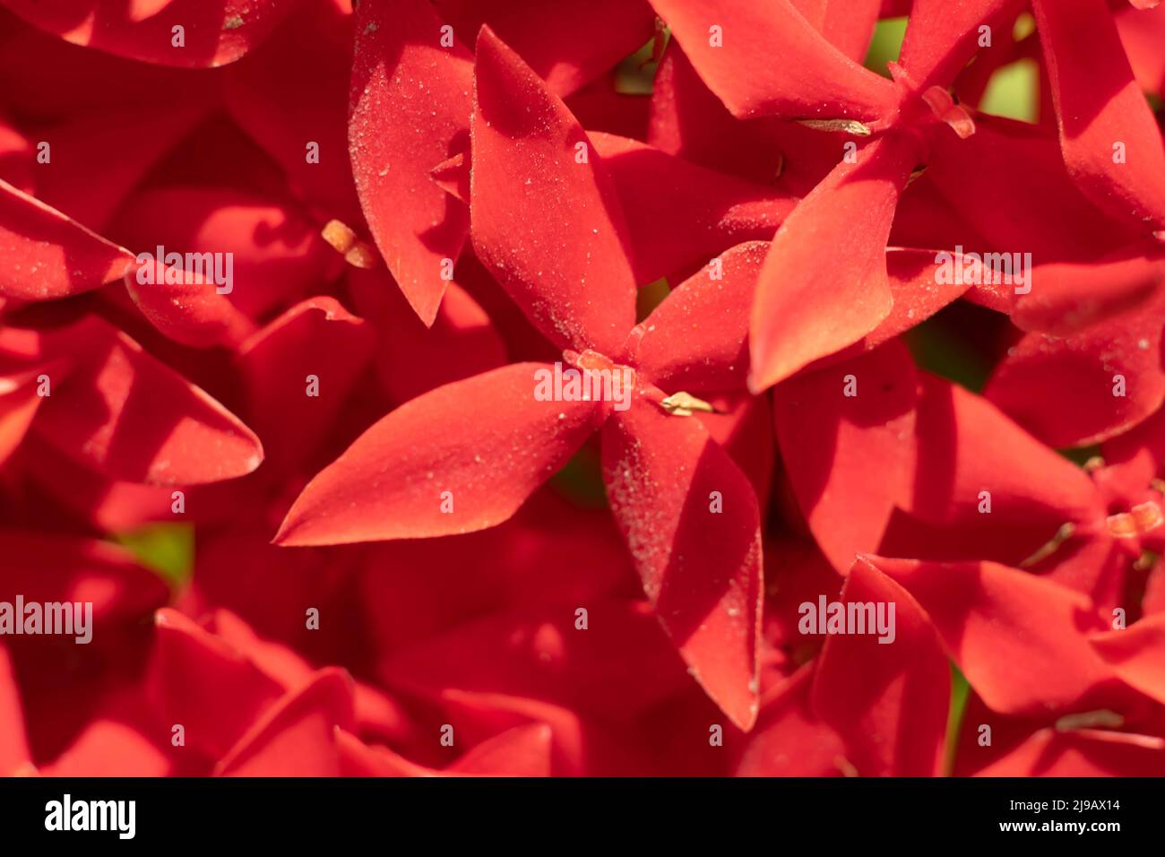 Macro abstract real beauty nature cute background. Small bright red ...
