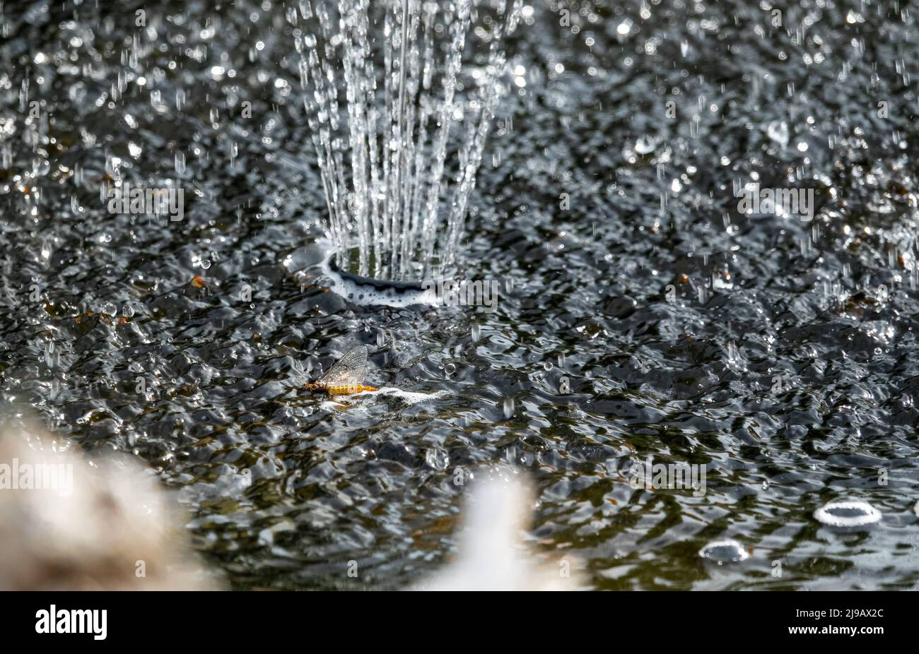 a dying mayfly floats in turbulent water beneath a garden water ...