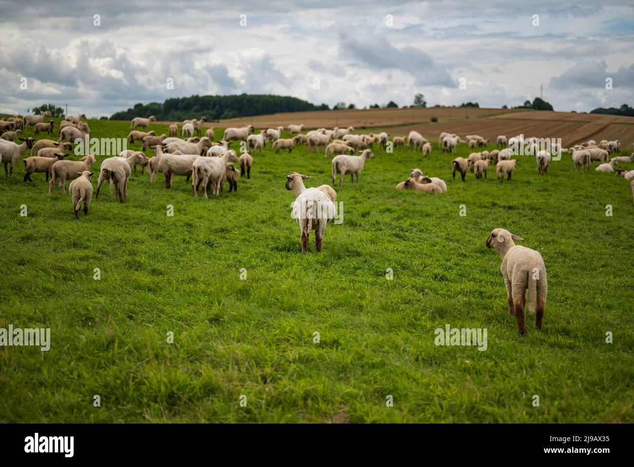 Scenic view of a sheep herd grazing on a green meadow under a dramatic ...