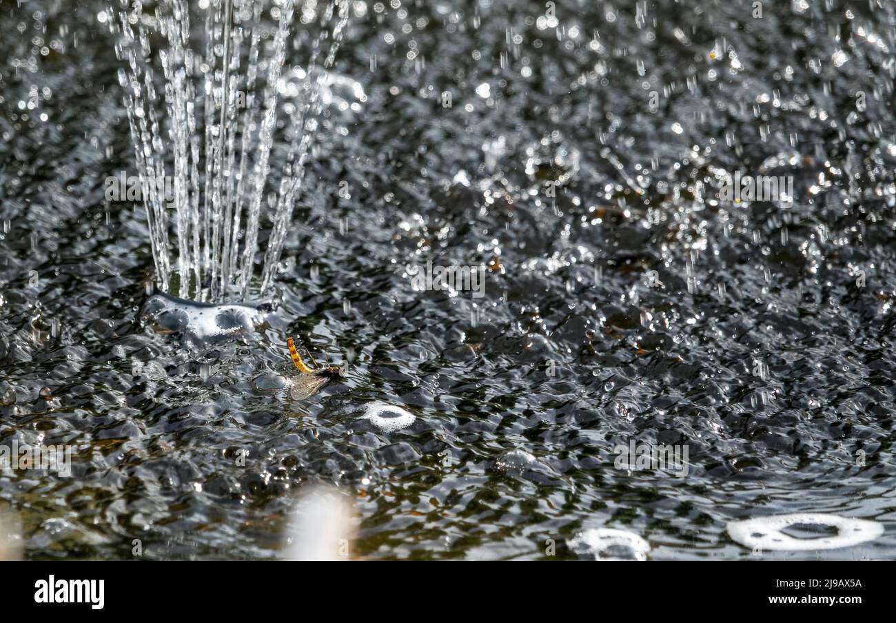 a dying mayfly floats in turbulent water beneath a garden water ...