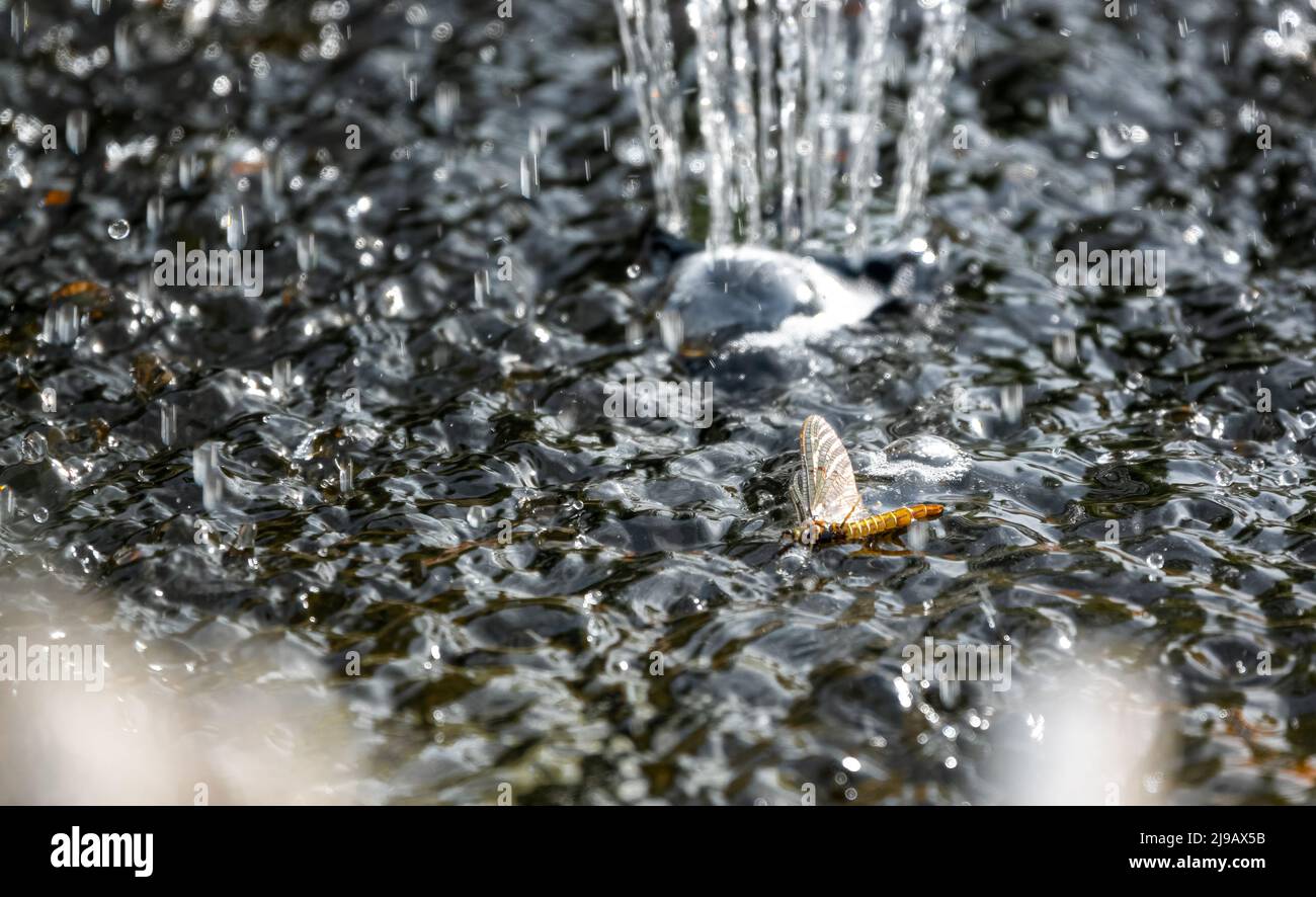 a dying mayfly floats in turbulent water beneath a garden water ...