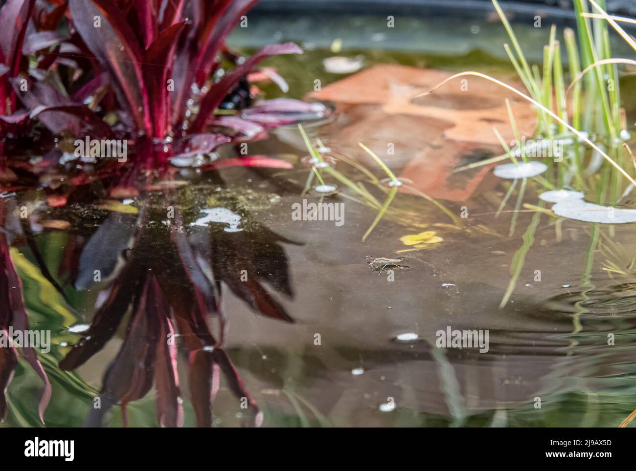 a water boatman (Corixidae) on a pond surface Stock Photo - Alamy