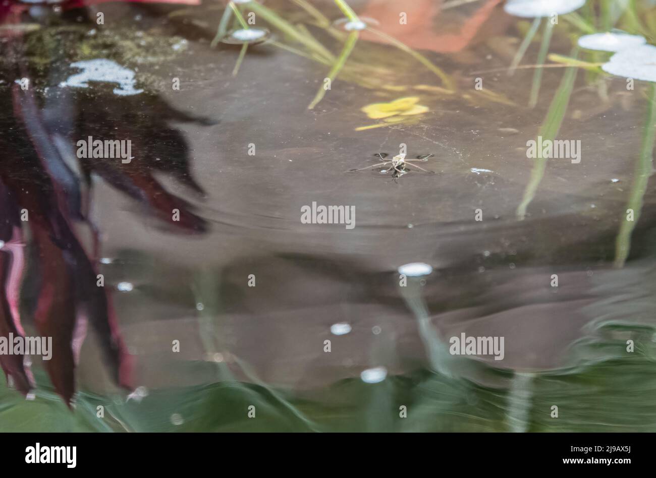 Corixidae hi-res stock photography and images - Alamy