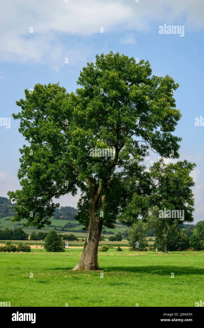 Beautiful solitary ash tree (Fraxinus excelsior) with green foliage ...
