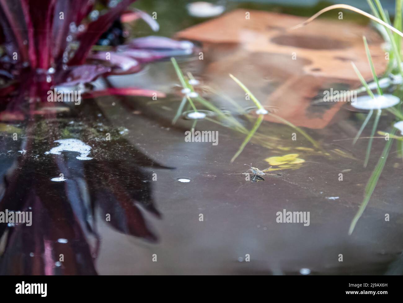 Corixidae water boatmen hi-res stock photography and images - Alamy