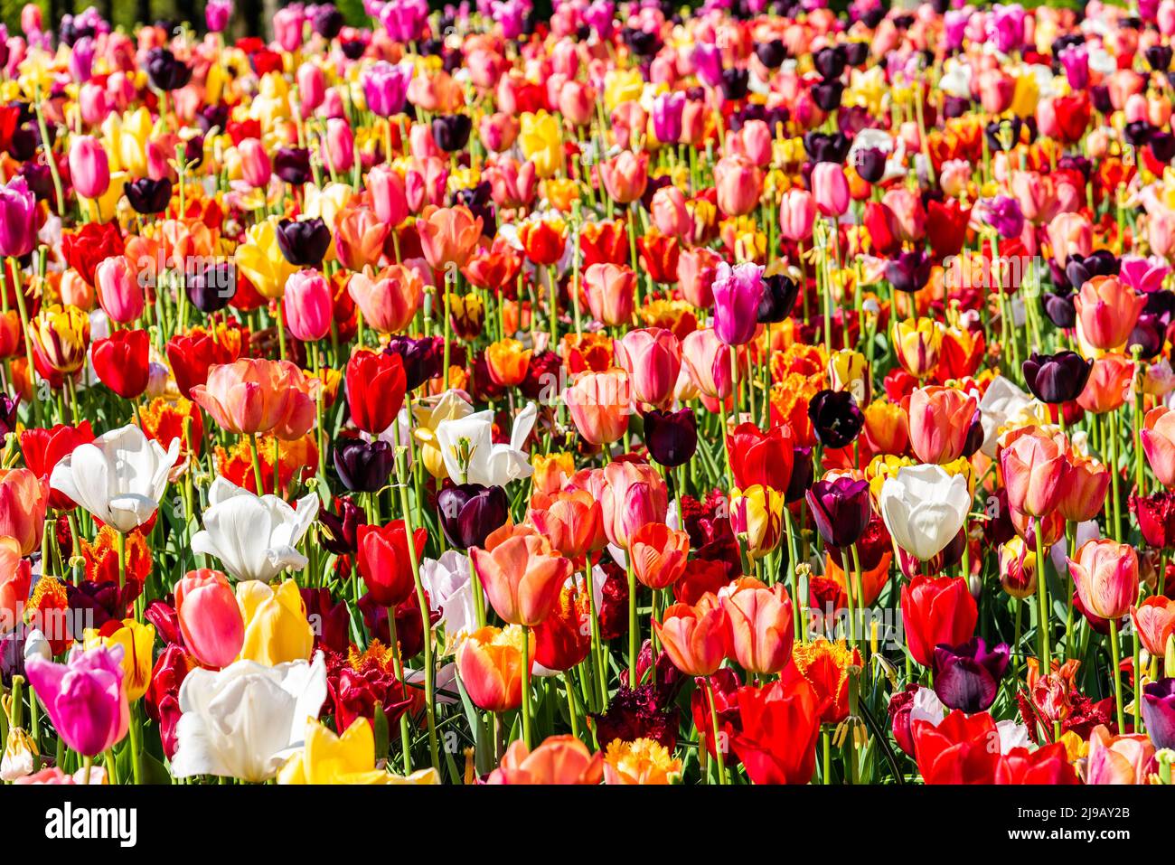 Assorted color tulip flower field hi-res stock photography and images ...