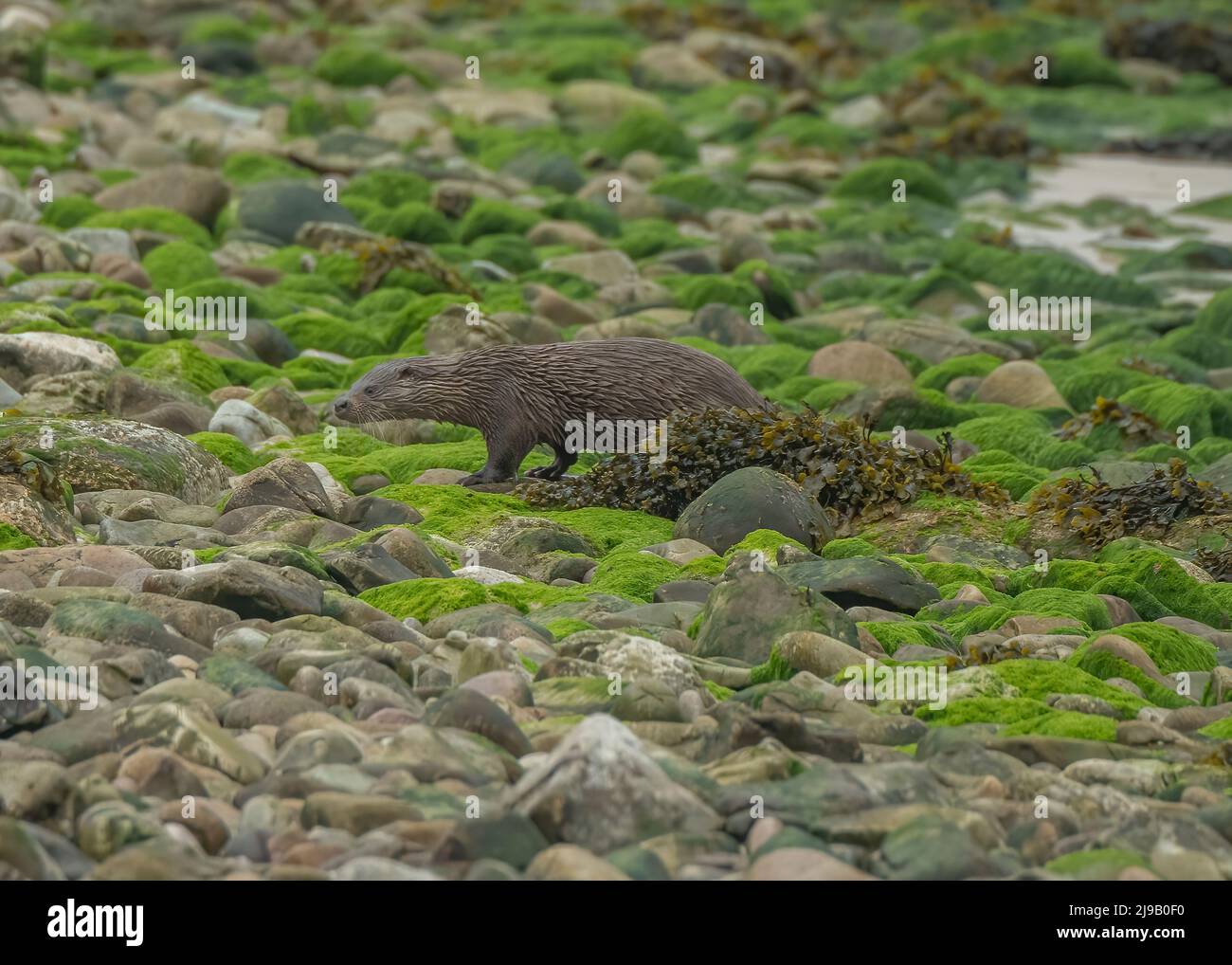 Scottish coastal otter hi-res stock photography and images - Alamy
