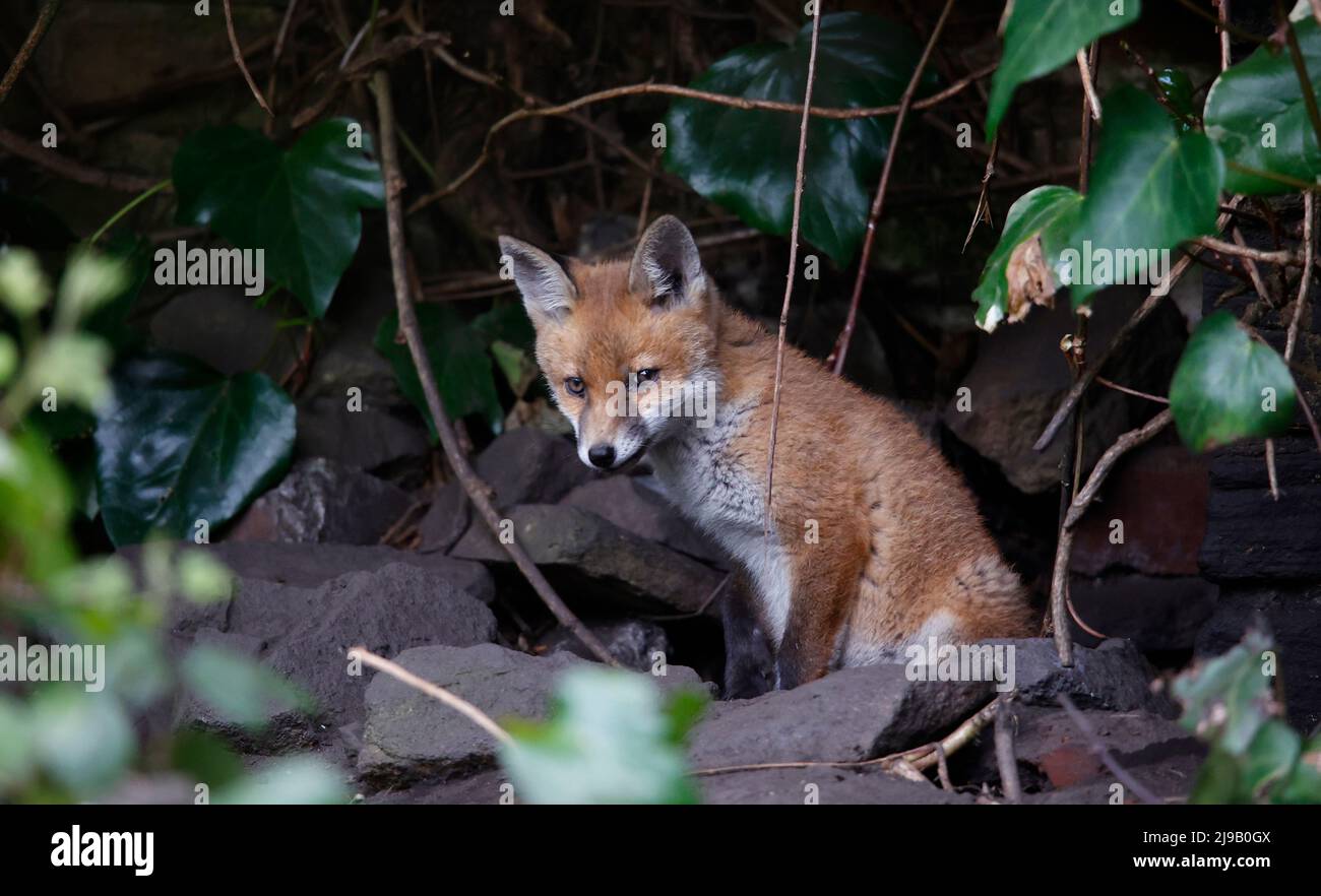 Urban fox cub exploring the garden Stock Photo - Alamy