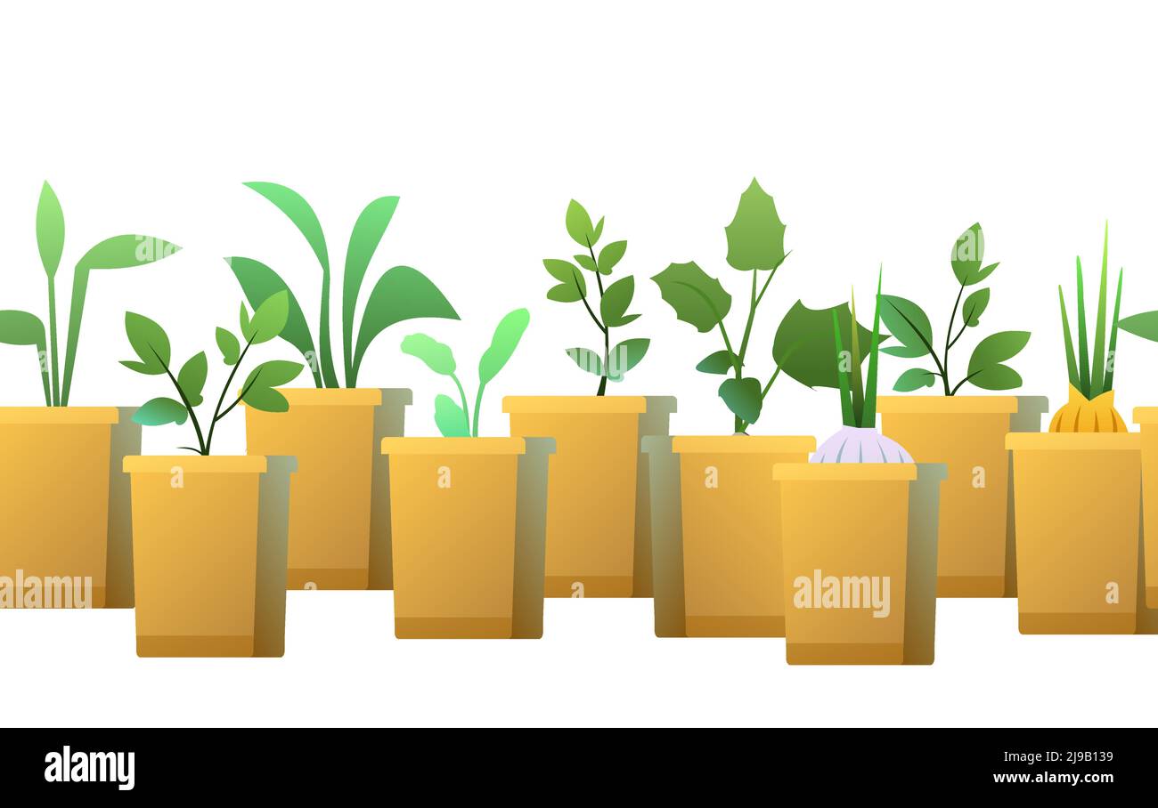 Roots in box. Seedling garden plants. Sowing agricultural material ...