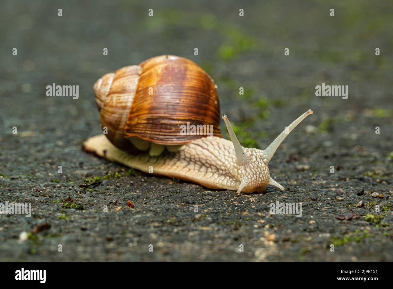 Roman Snail Body Parts