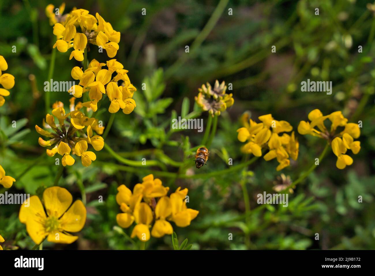 Yellow flowers of common bird's-foot trefoil, Lotus corniculatus, pea ...