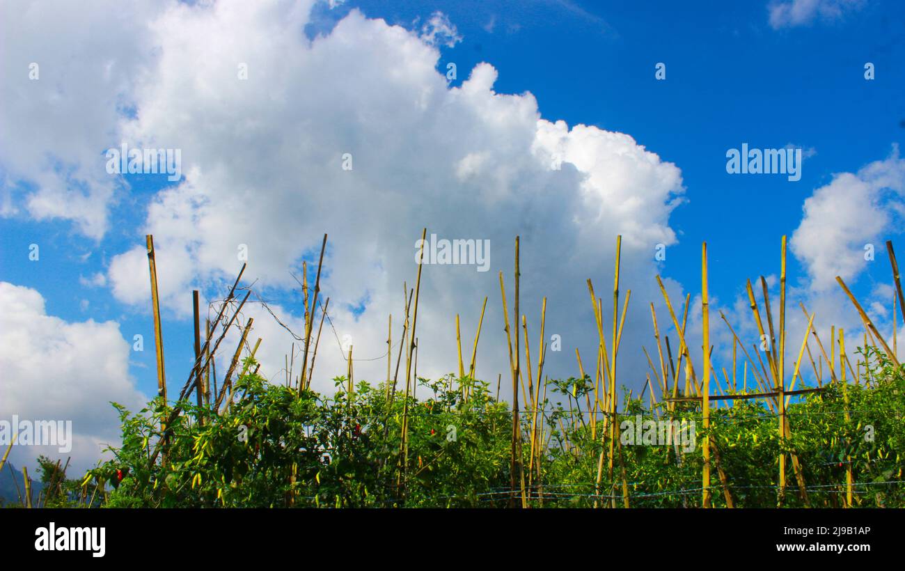 Cayenne pepper plant growing hi-res stock photography and images - Alamy